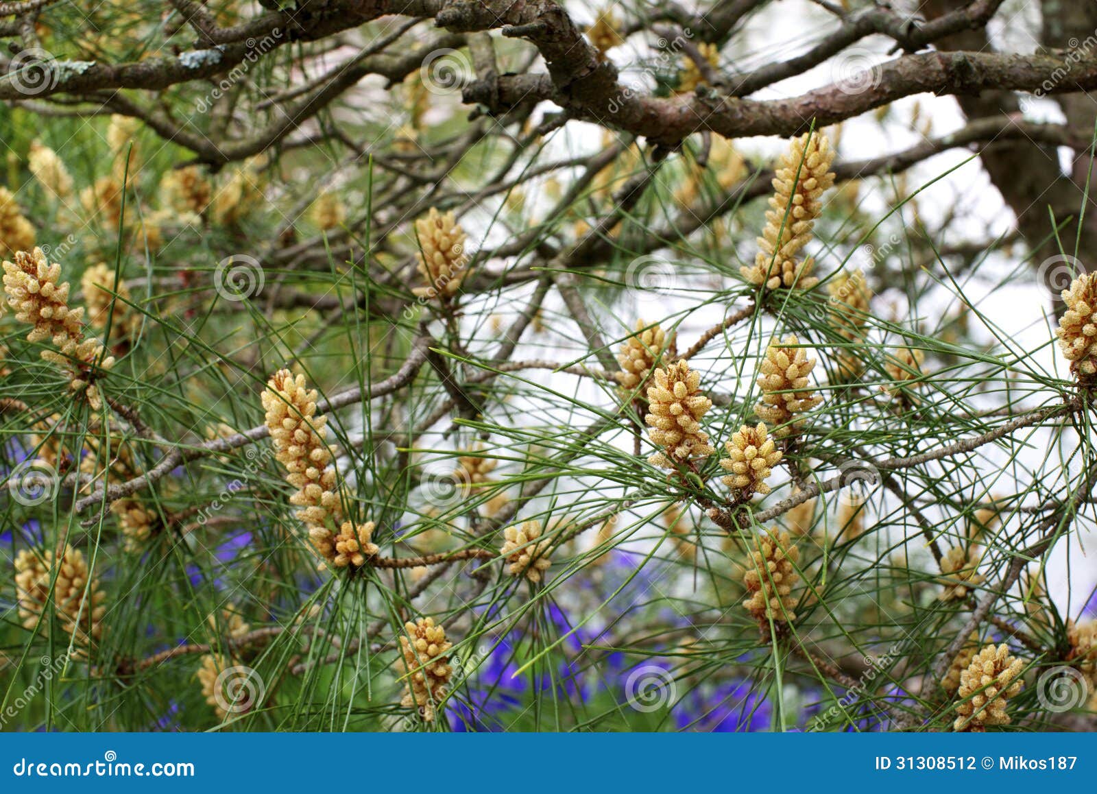 Paine tree stock photo. Image of needles, area, national - 31308512