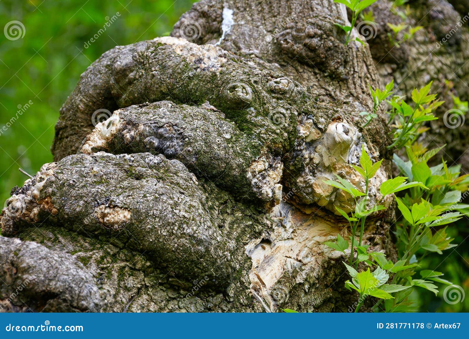 Painful Growth on a Tree in the Forest Stock Photo - Image of brown ...
