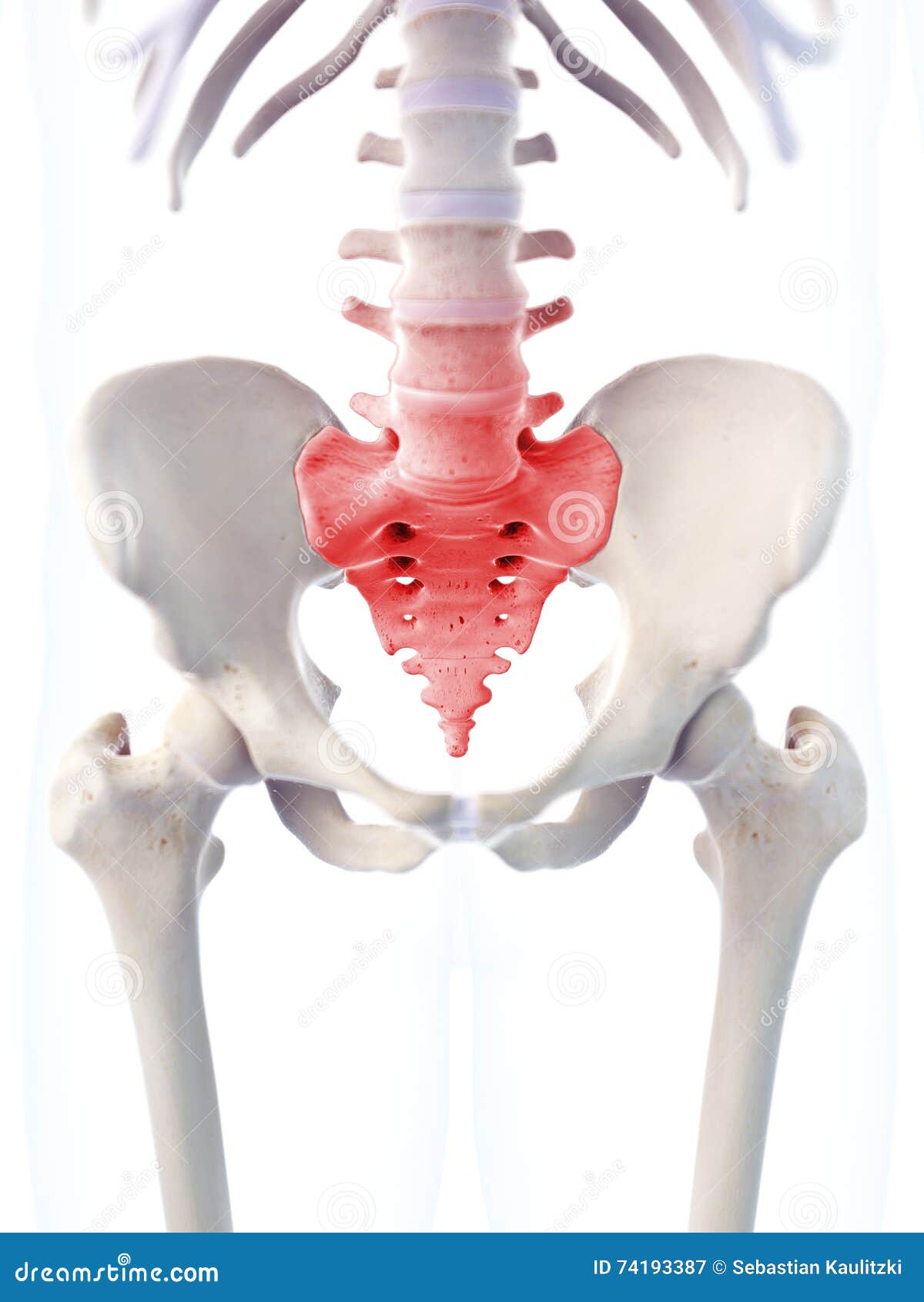 The painful sacrum stock illustration. Illustration of medically - 74193387