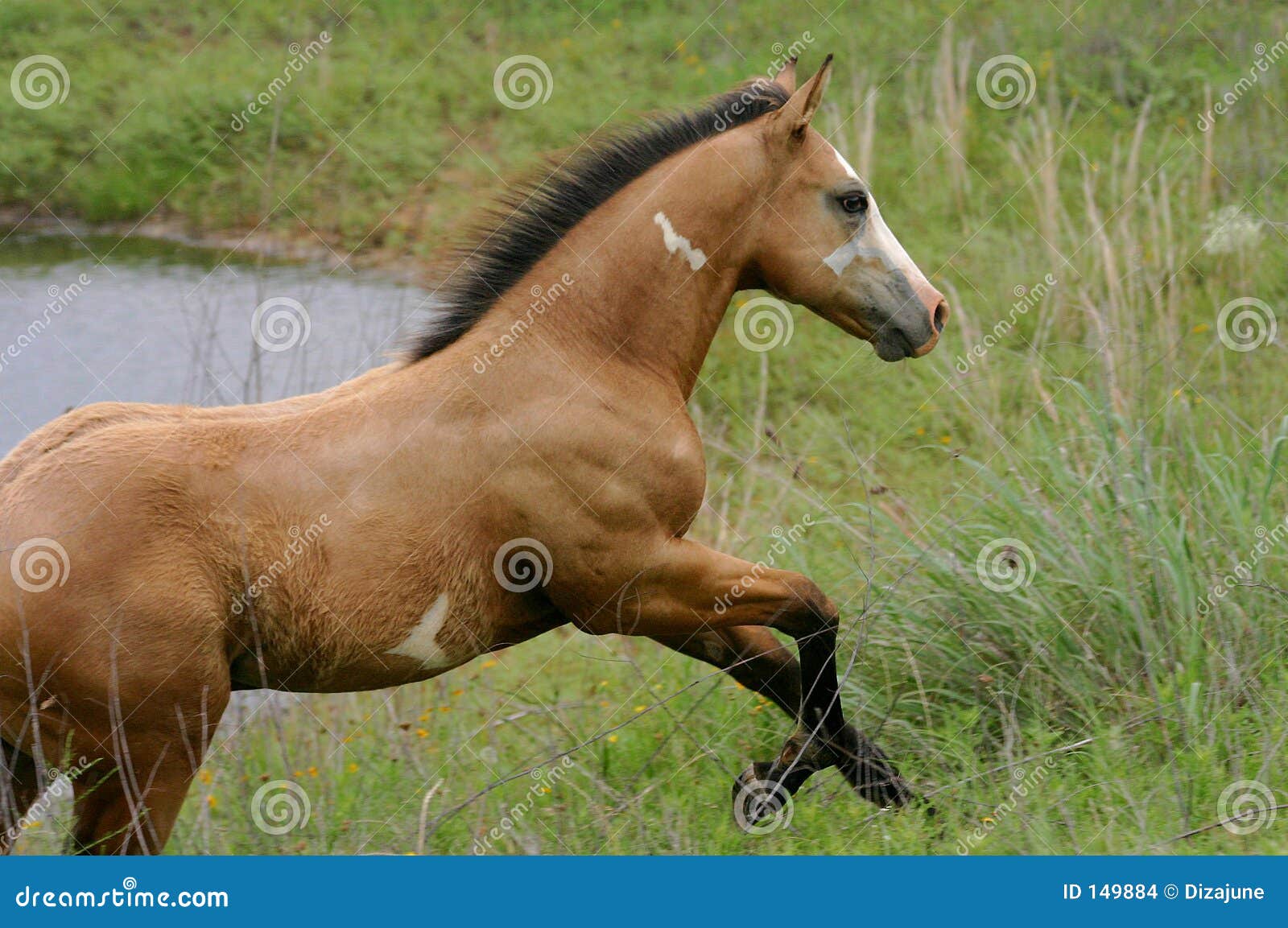 Paint Colt Running Uphill at Pond Stock Photo - Image of pasture, equus ...