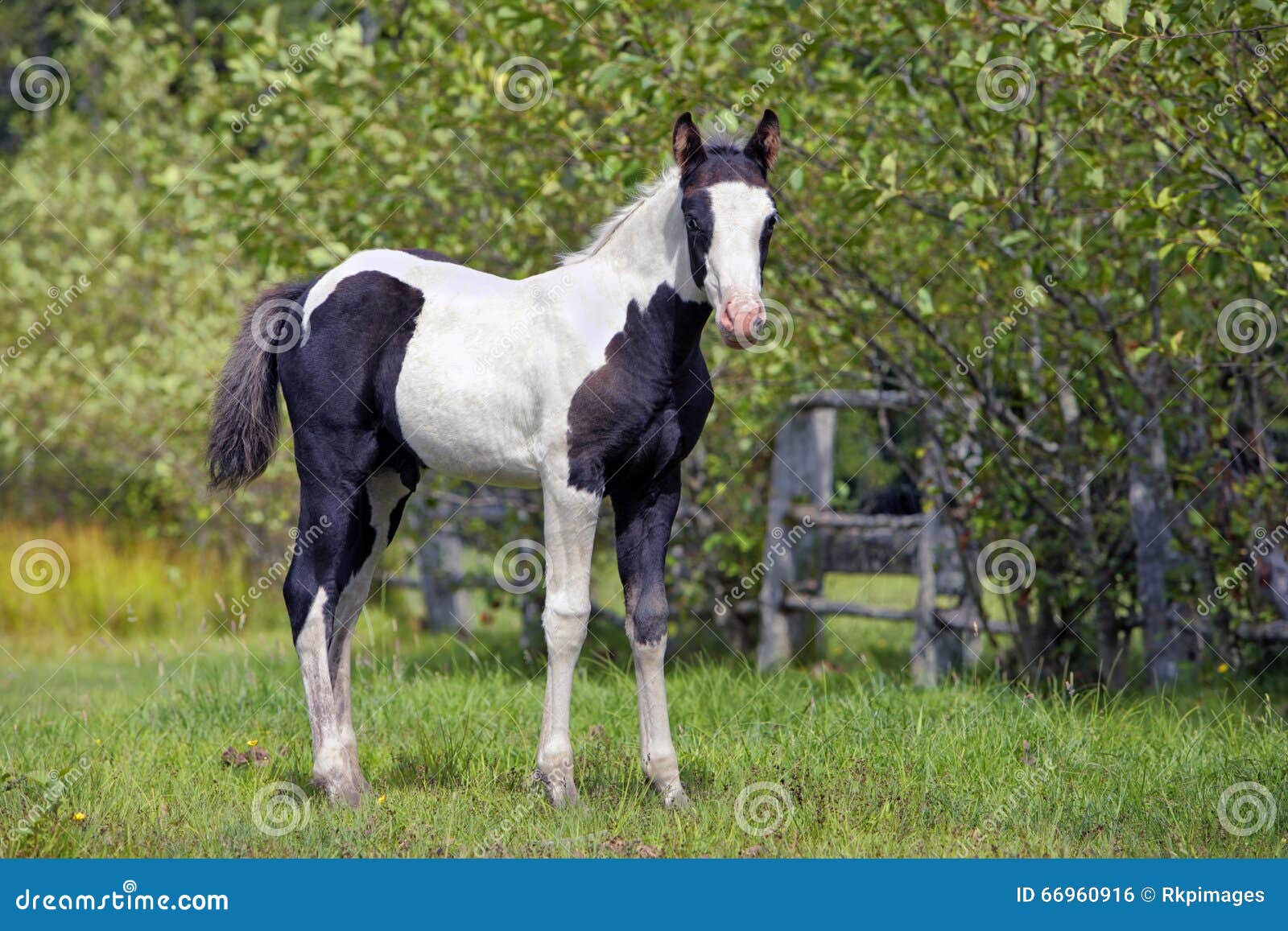 Paint Colt Standing by Trees Stock Photo - Image of trees, pasture ...