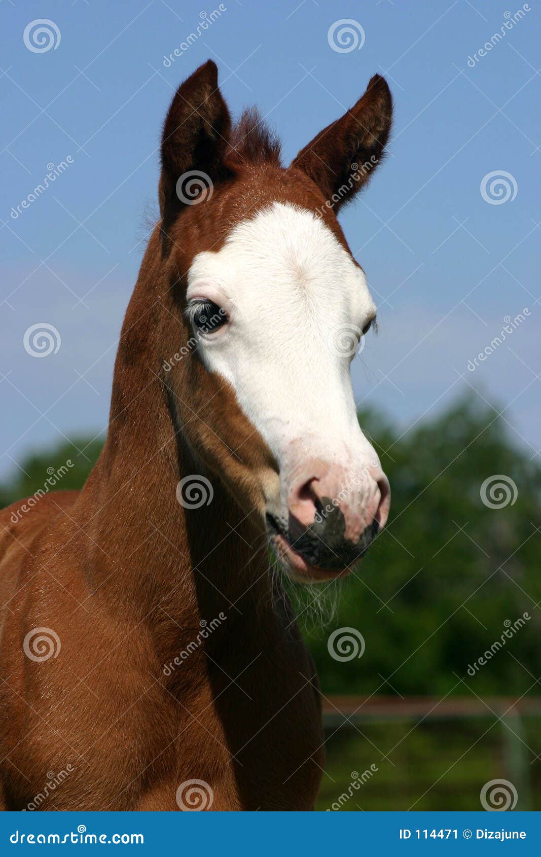 Paint Filly stock image. Image of eyelash, cute, equus - 114471