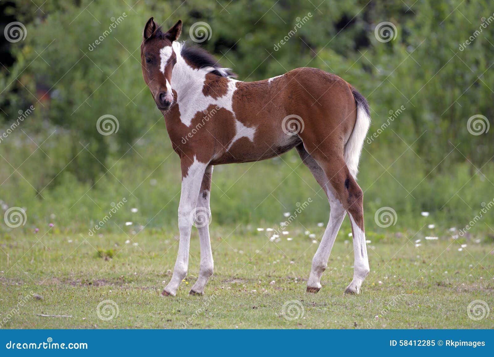 Paint Filly stock image. Image of immature, grass, outdoor - 58412285