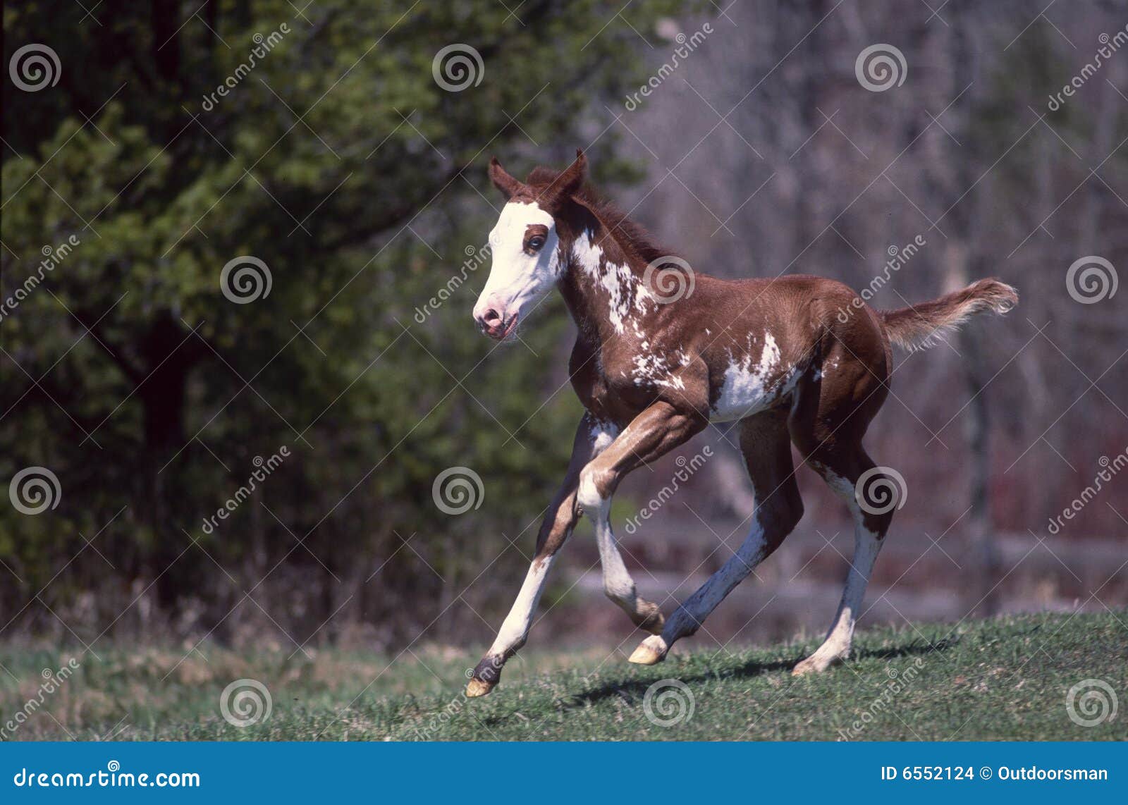 Paint horse colt stock photo. Image of horse, running - 6552124