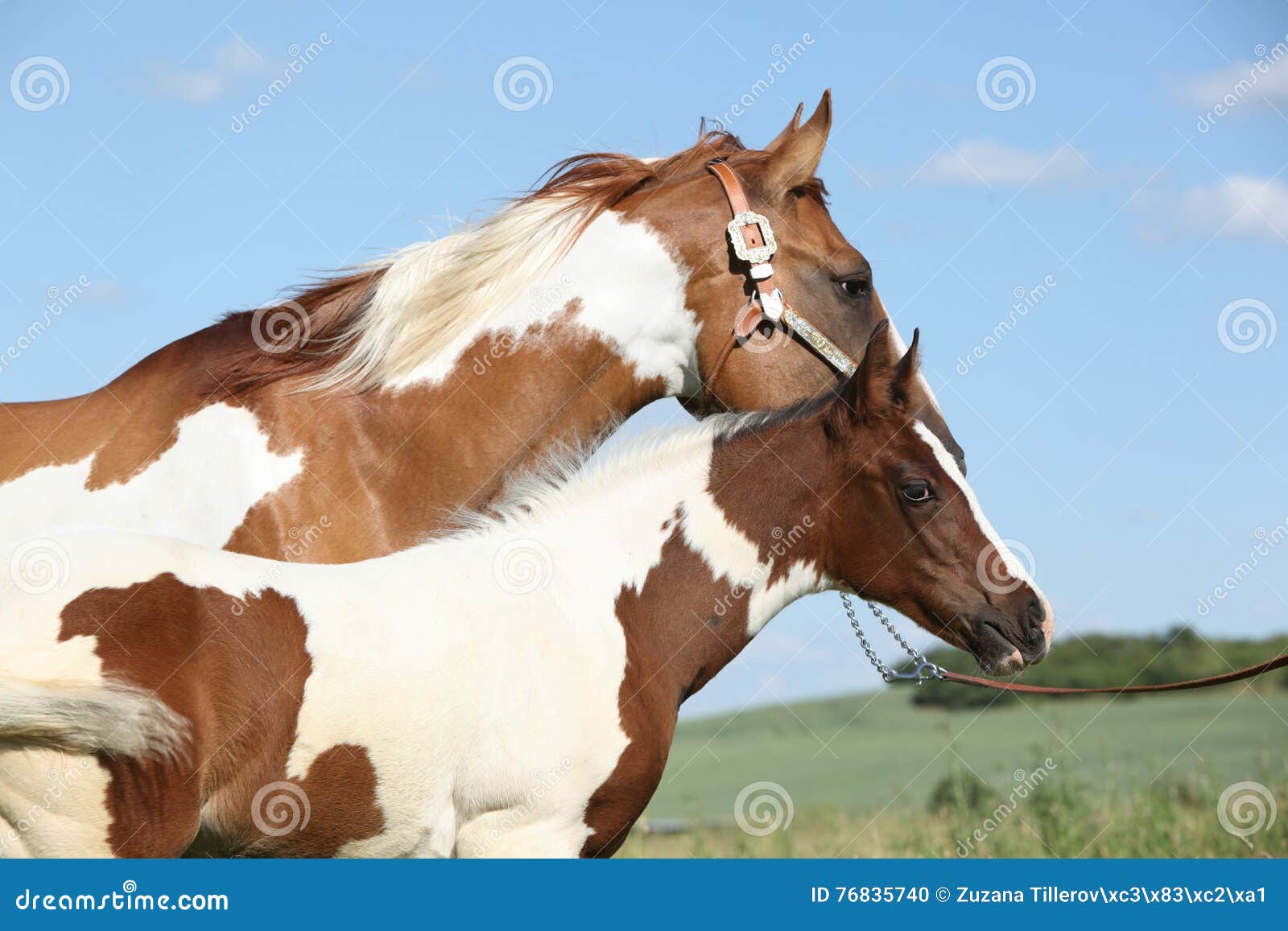 Paint Horse Mare with Its Foal Stock Photo - Image of paint, mare: 76835740