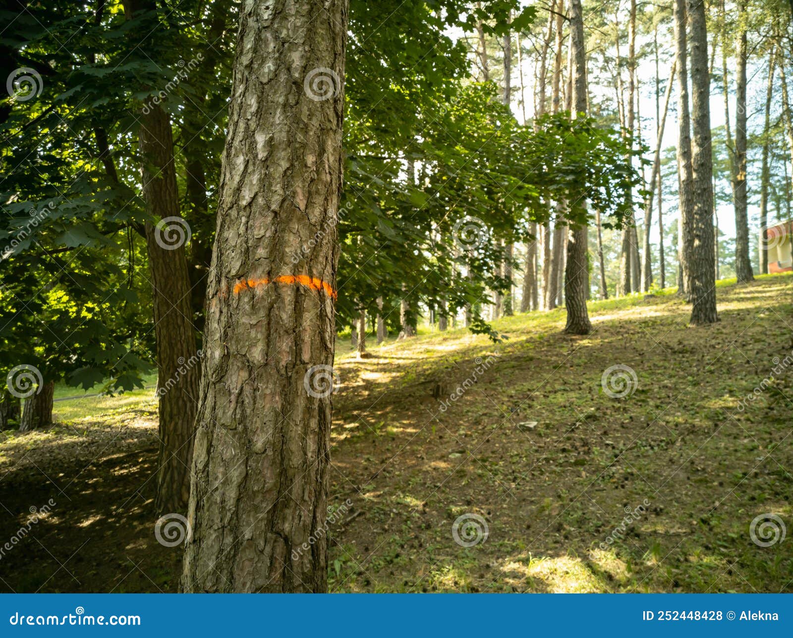 Paint-marked Tree in the Forest To Be Cut Down. Horizontal Photo Stock ...