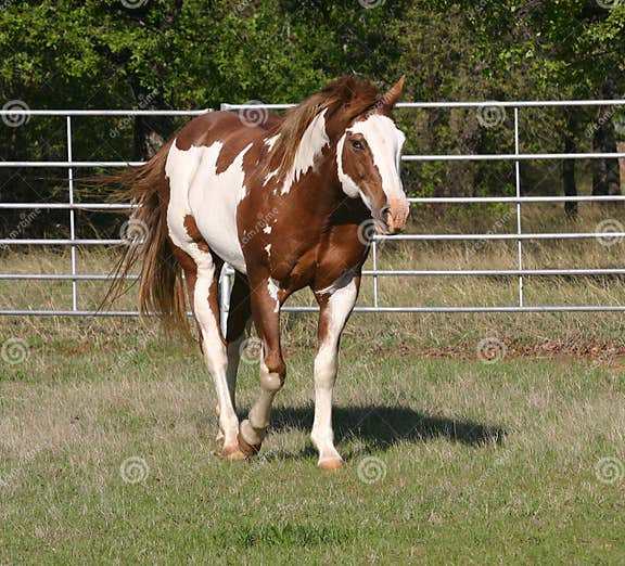 Paint Stallion stock photo. Image of splashy, ranch, stallion - 4995696