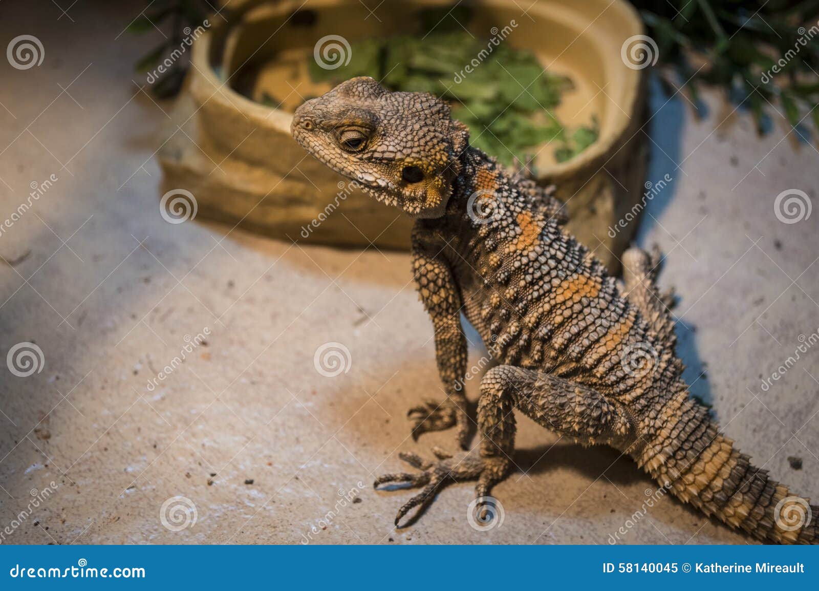 Painted Agama stock image. Image of lezard, animal, clown - 58140045