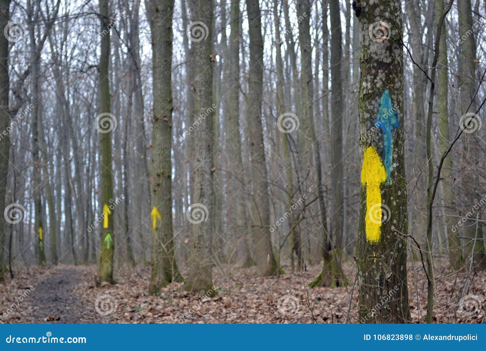 Painted Arrows Indicating the Direction on the Trees Stock Photo ...