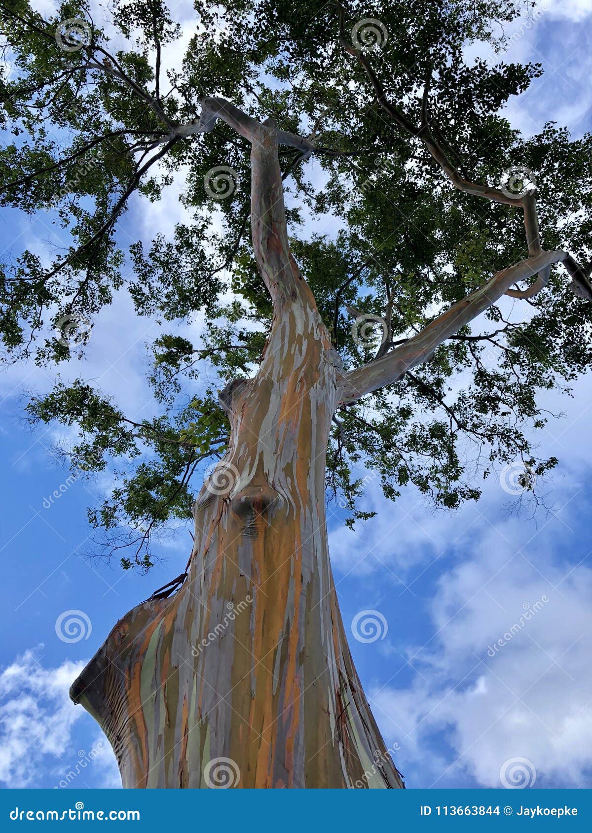 Painted Bark Eucalyptus Tree Stock Photo - Image of leaves, beautiful ...