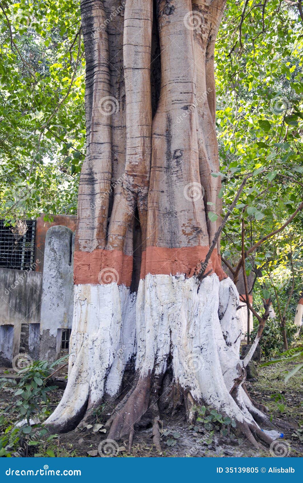 Painted Big Tree Trunk in Amritsar Park,India Stock Image - Image of ...