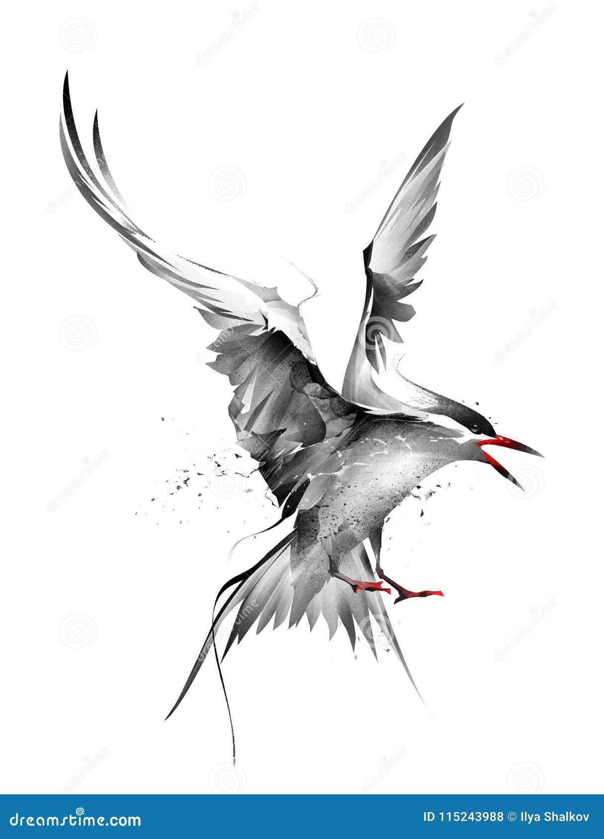 Painted Bird Arctic Tern in Flight on a White Background Stock ...
