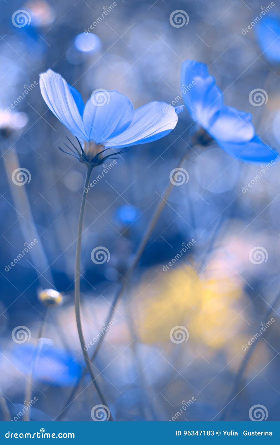 Painted in Blue Flowers. Blue Cosmos with a Soft Focus. a Beautiful ...