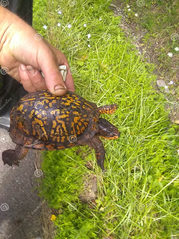 Painted box turtle stock image. Image of fish, reptile - 205462855