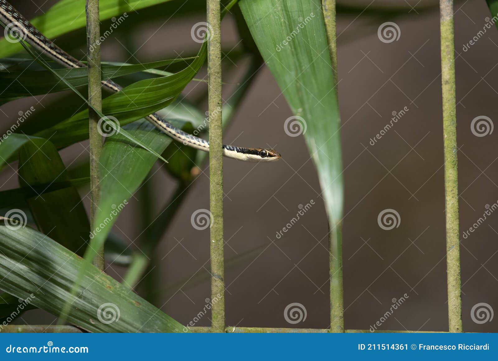 Painted Bronzeback Snake Dendrelaphis Pictus Stock Image - Image of ...