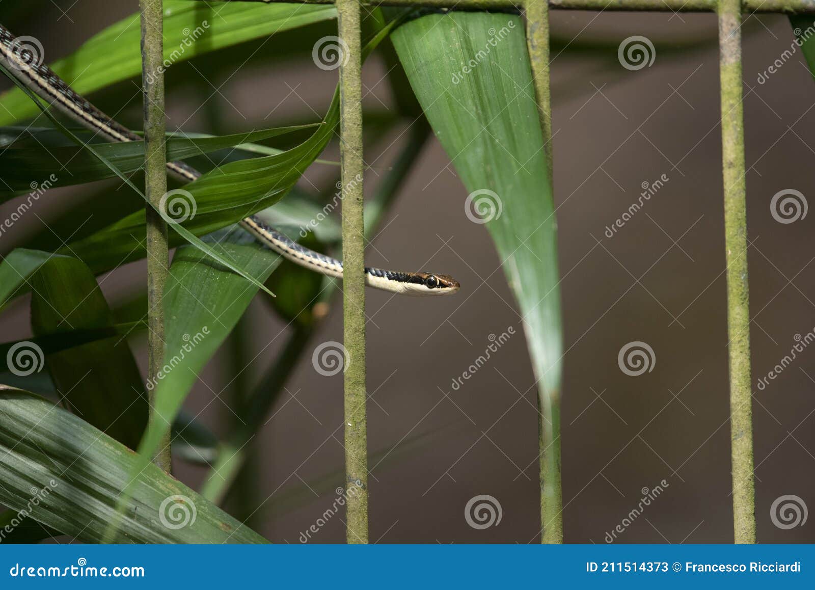 Painted Bronzeback Snake Dendrelaphis Pictus Stock Image - Image of ...