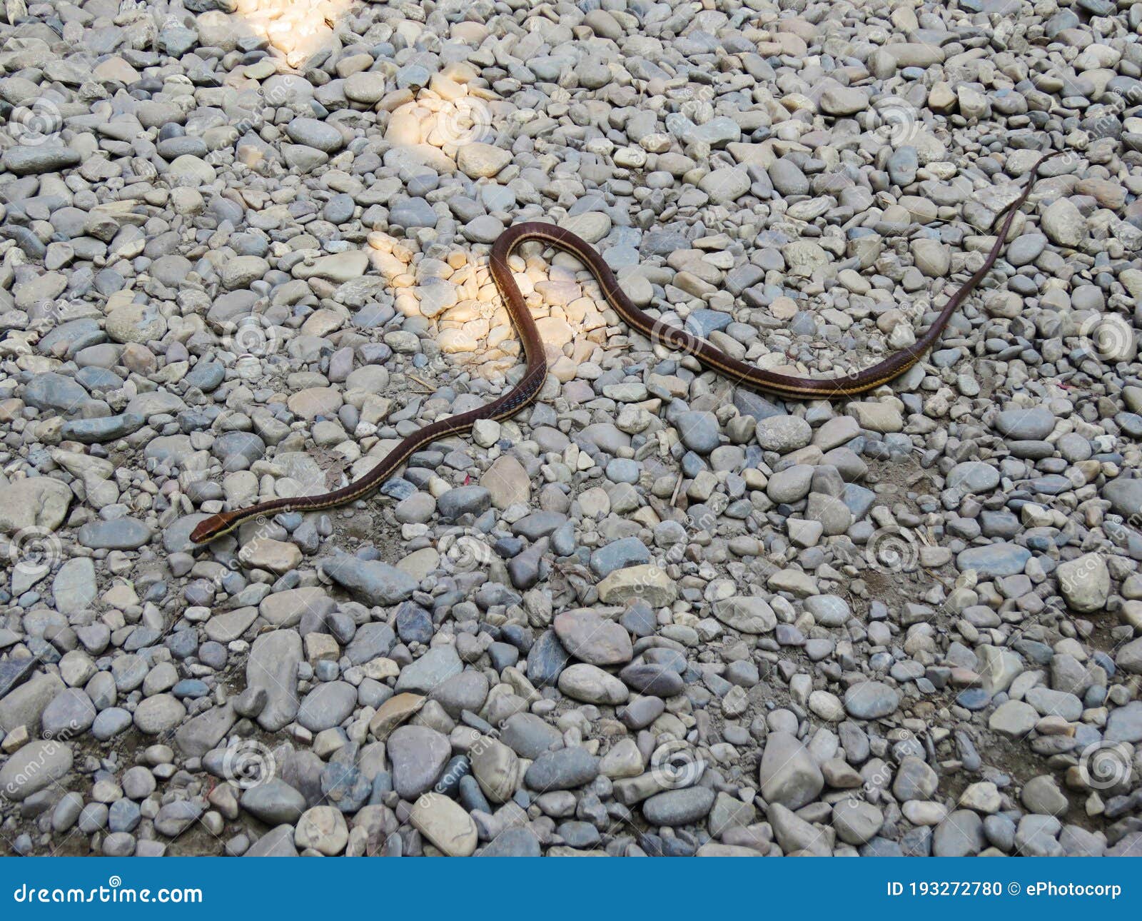 Painted Bronzeback Snake, Dendralephis Pictus, Nameri Tiger Reserve ...