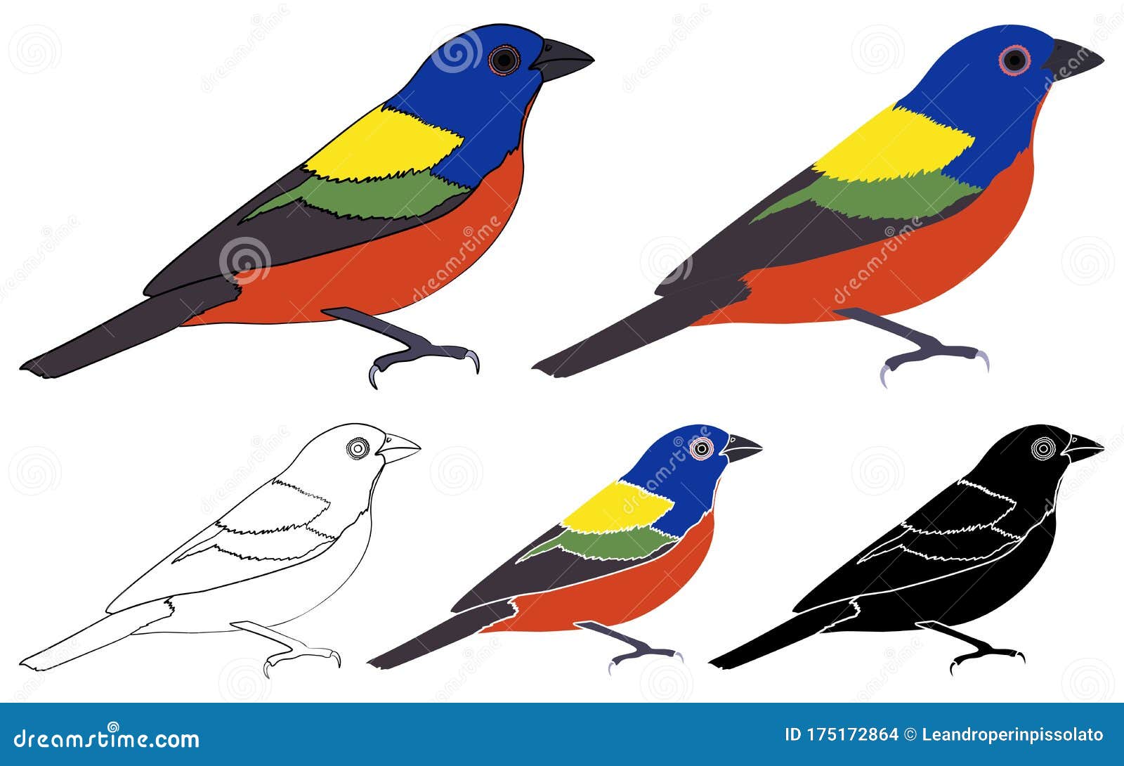 Painted Bunting Bird in Profile View Stock Vector - Illustration of ...