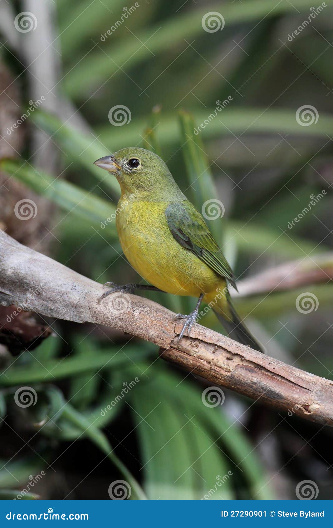 Painted Bunting (Passerina Ciris) Stock Image - Image of birds, nature ...