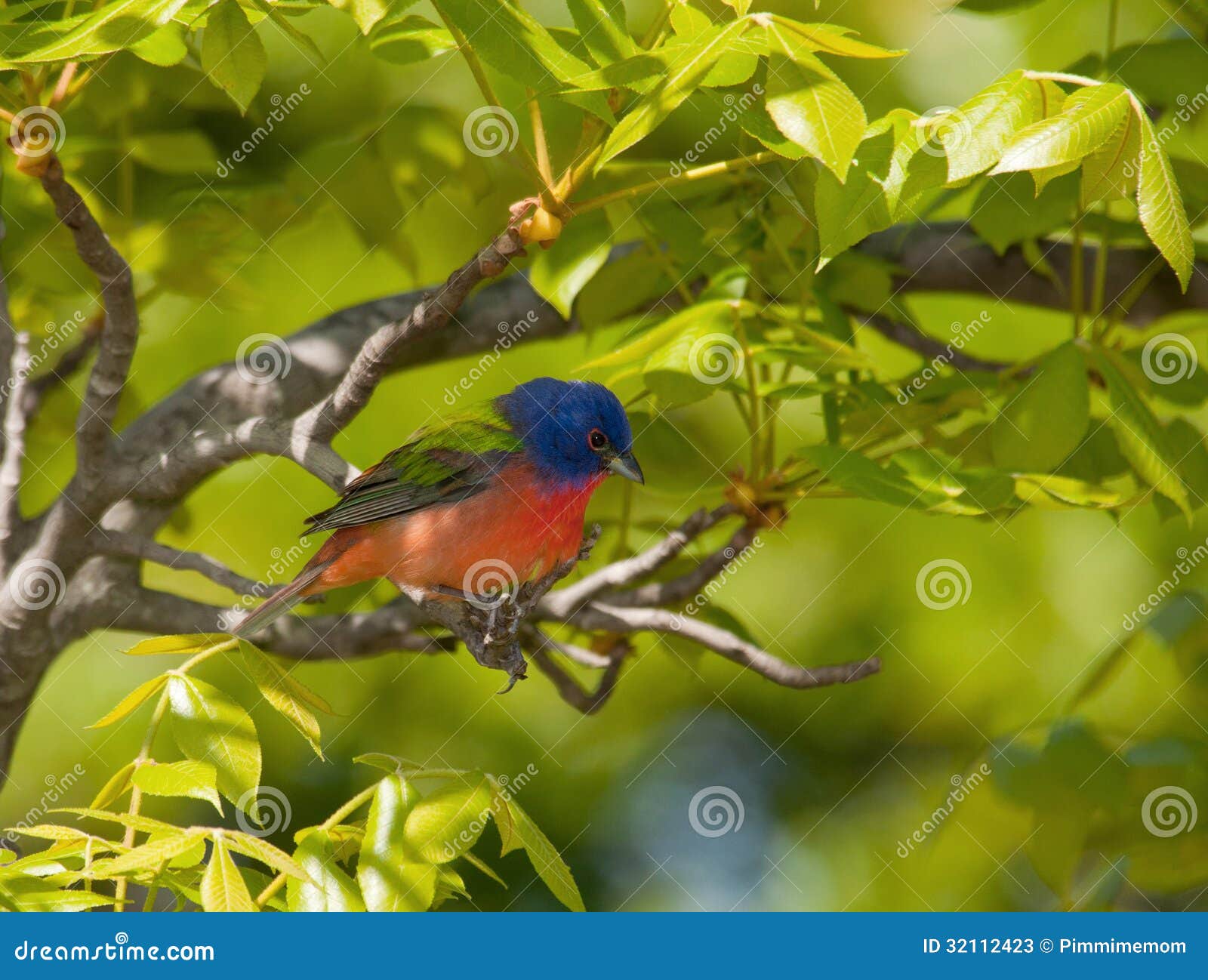 Painted Bunting, Passerina Ciris Stock Image - Image of tree, male ...
