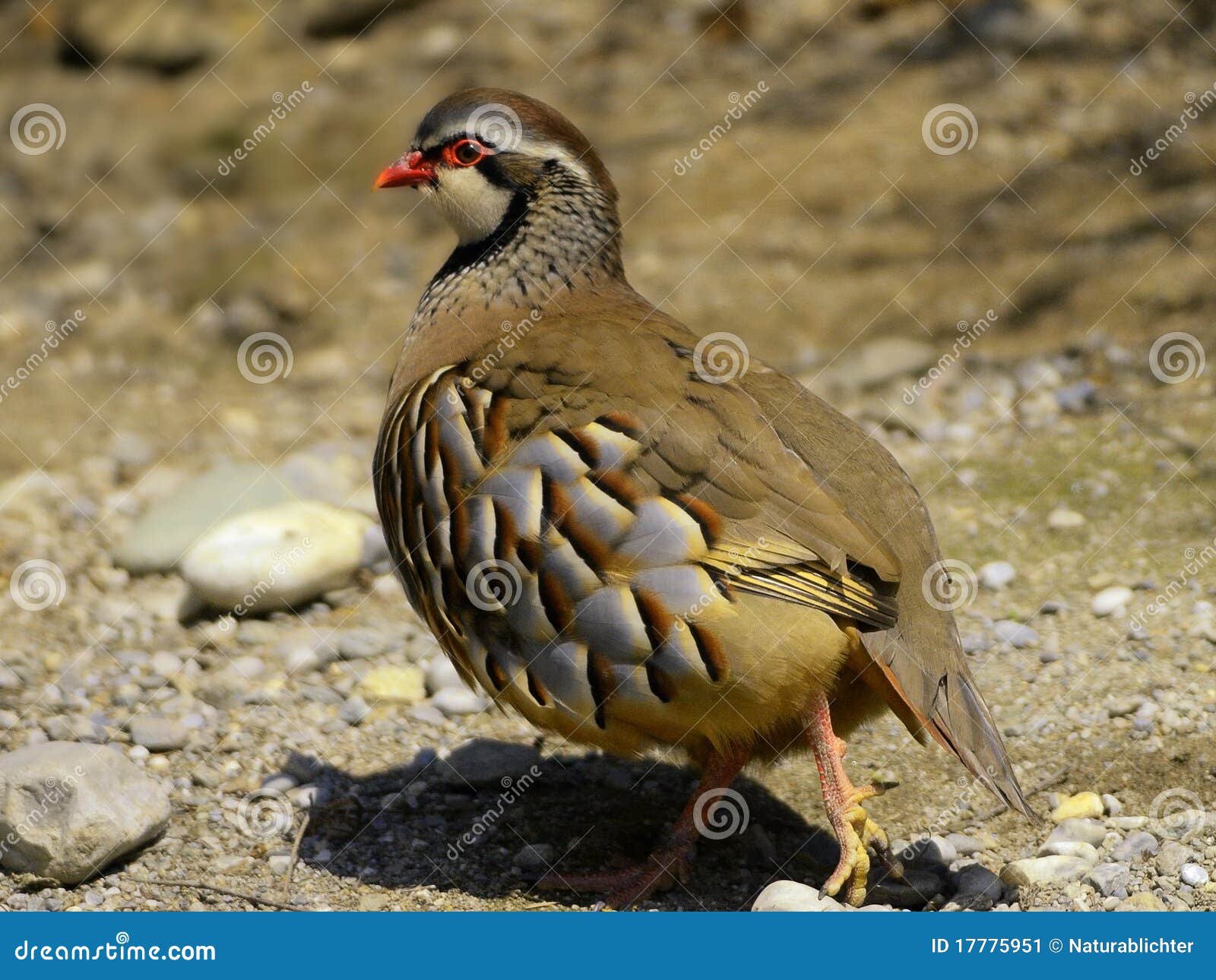 Painted Bush Quail stock image. Image of bush, colorful - 17775951