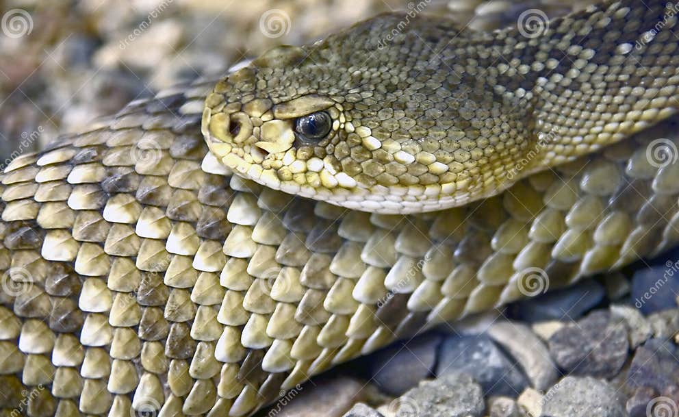 Painted carpet viper 1 stock image. Image of nature, zoology - 13420595