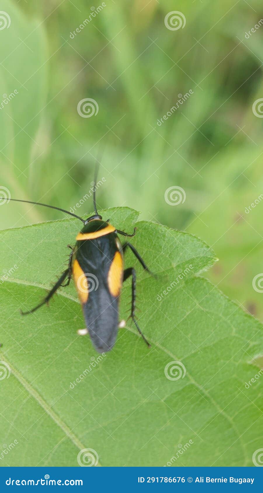 Painted Cockroach on a Leaf Stock Photo - Image of cockroach, tropical ...