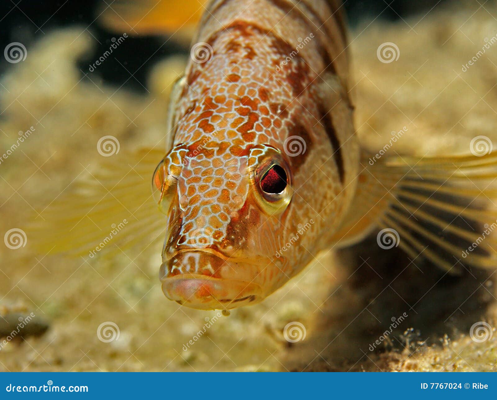 Painted Comber Face stock photo. Image of colorful, reef - 7767024