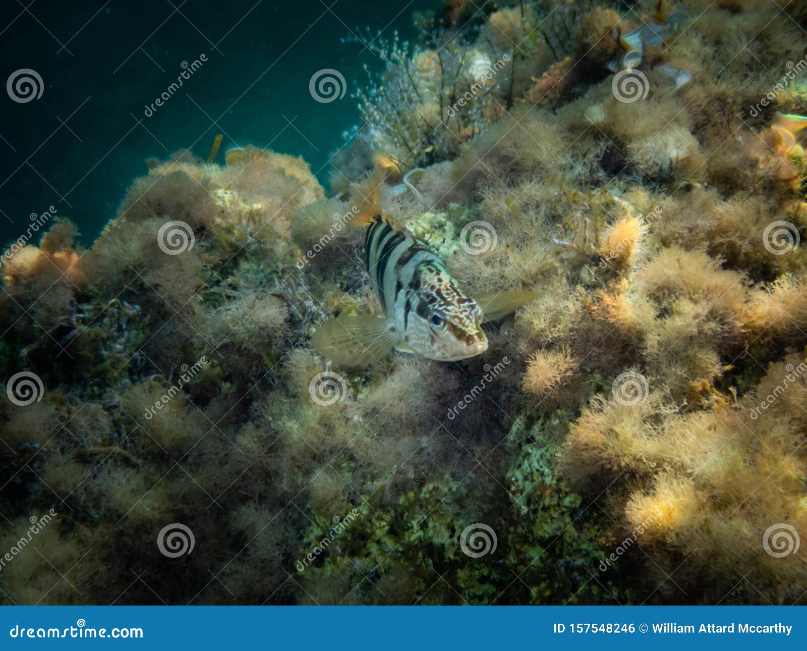 Painted Comber stock photo. Image of aquatic, marine - 157548246