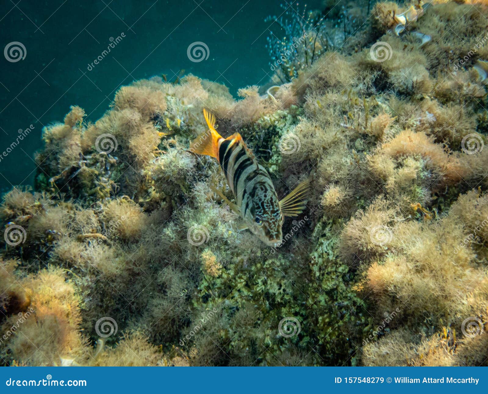 Painted Comber, Cabo Cope-Puntas Del Calnegre Natural Park, Spain Stock ...