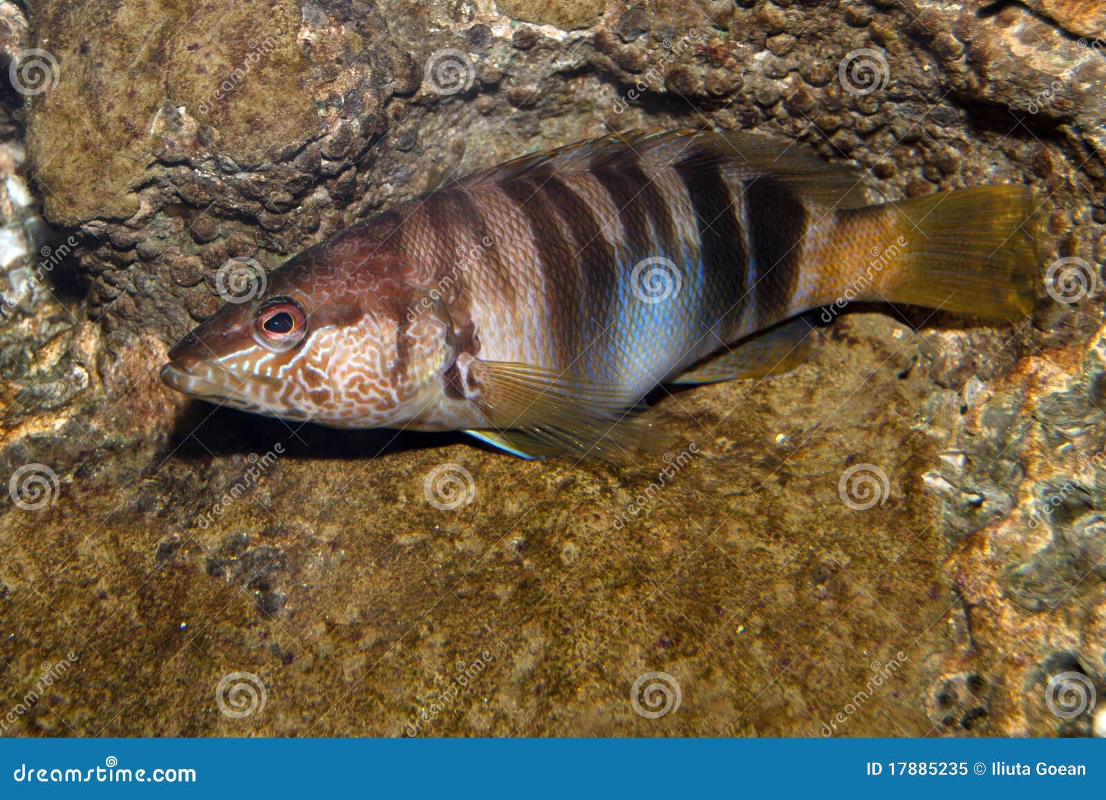 Painted Comber (Serranus Scriba) Stock Image - Image of scriba, water ...