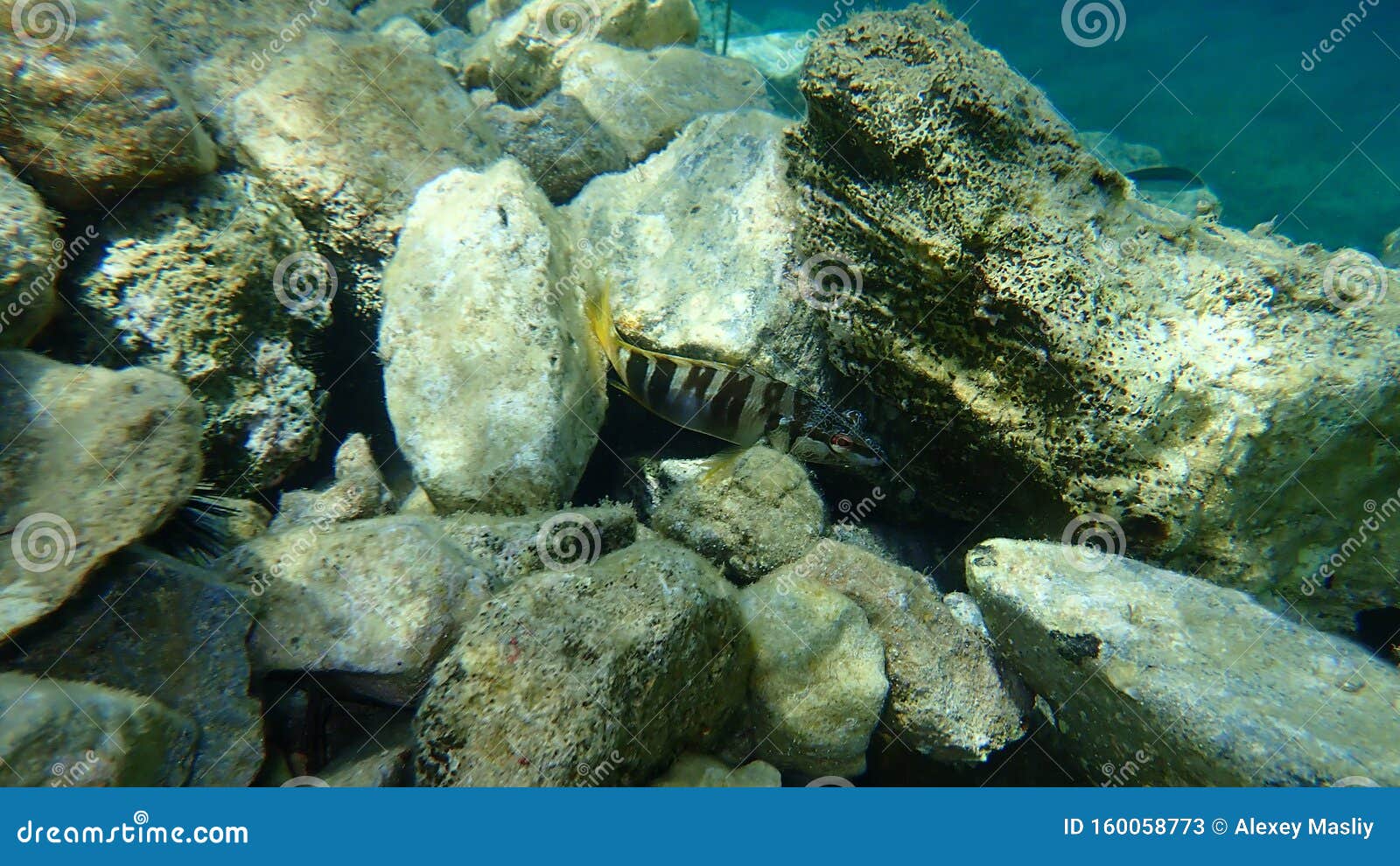 Painted Comber, Serranus Scriba, Undersea. Stock Image - Image of ...