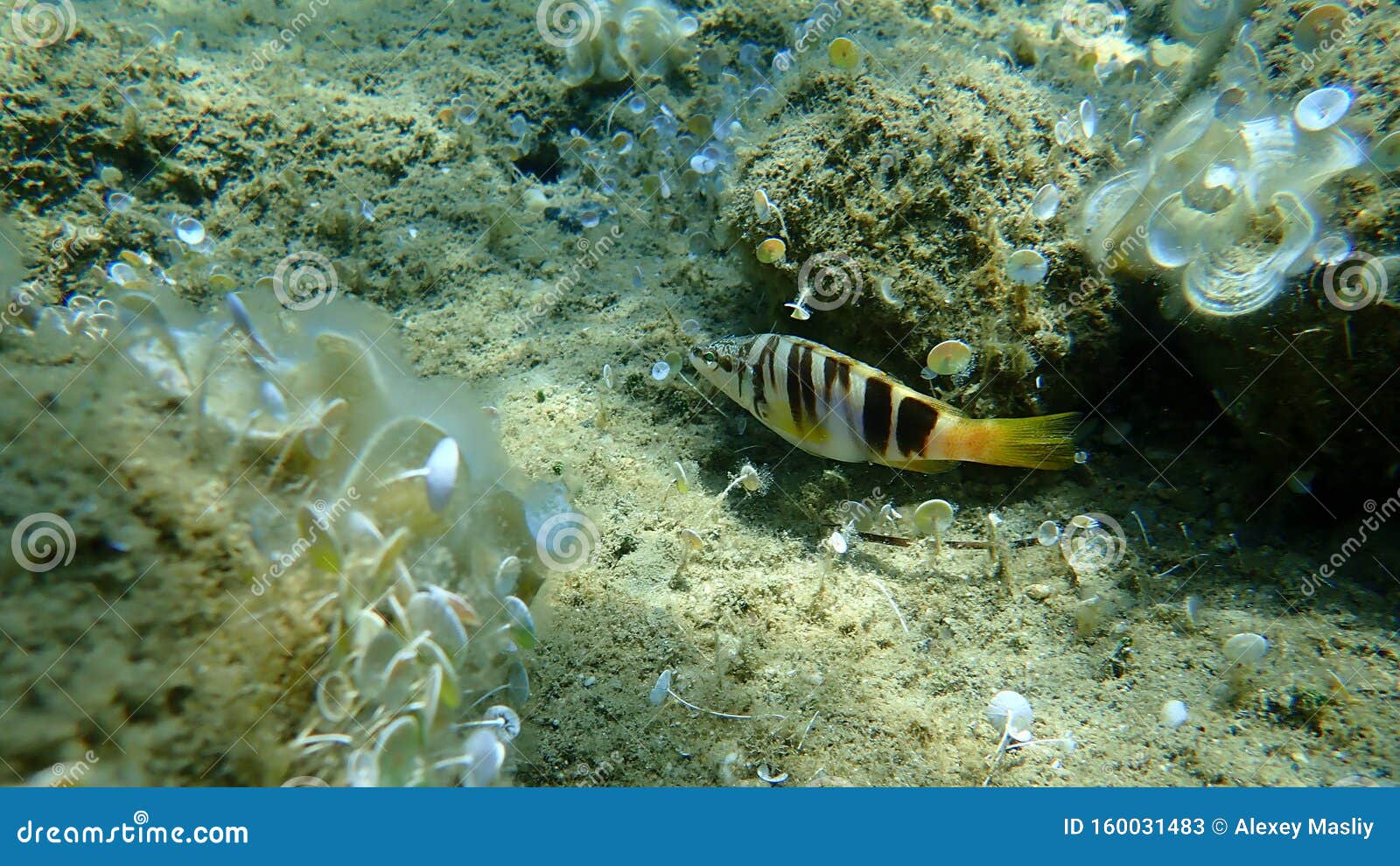 Painted Comber, Serranus Scriba, Undersea. Stock Image - Image of ...