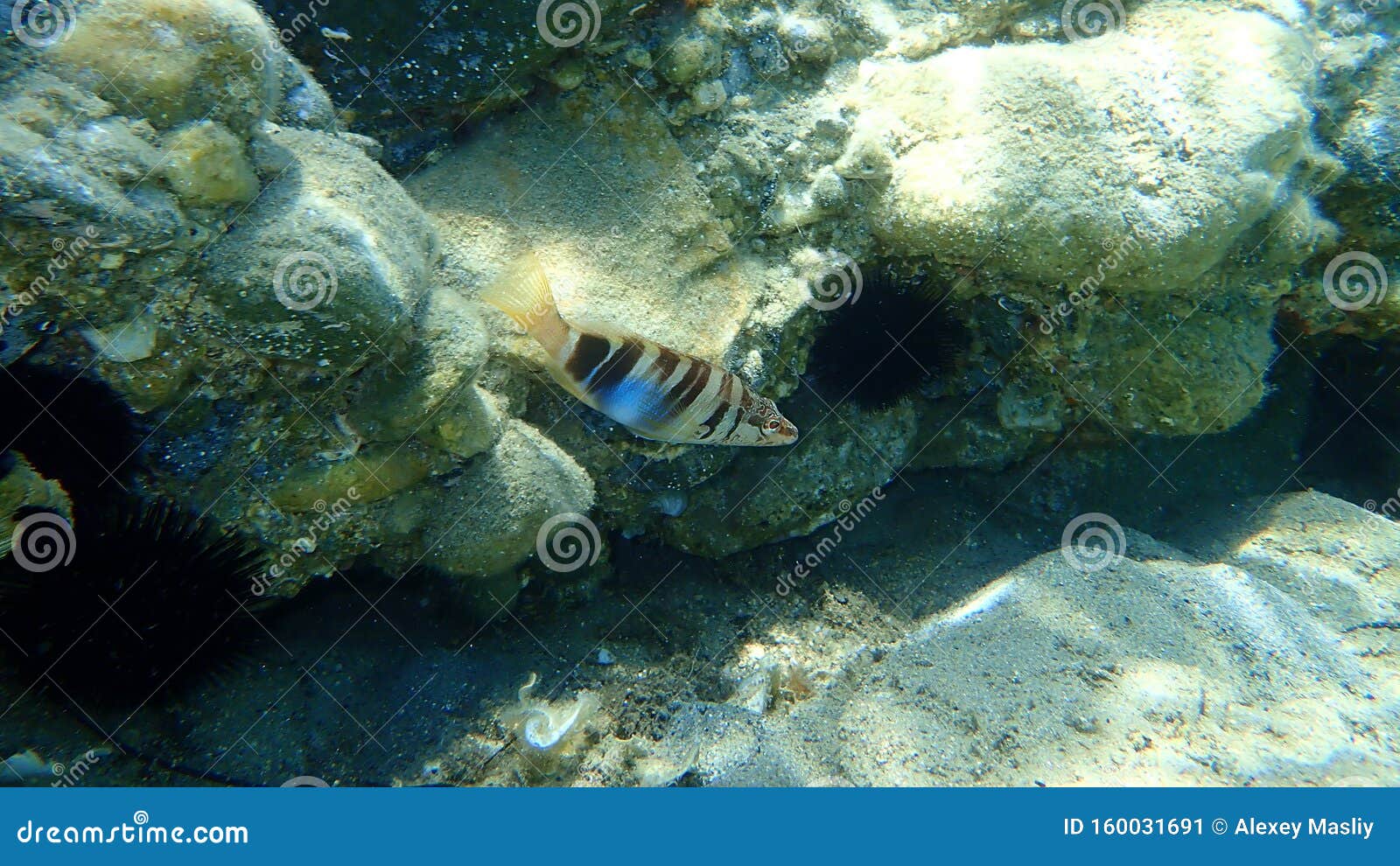 Painted Comber, Serranus Scriba, Undersea. Stock Image - Image of ...
