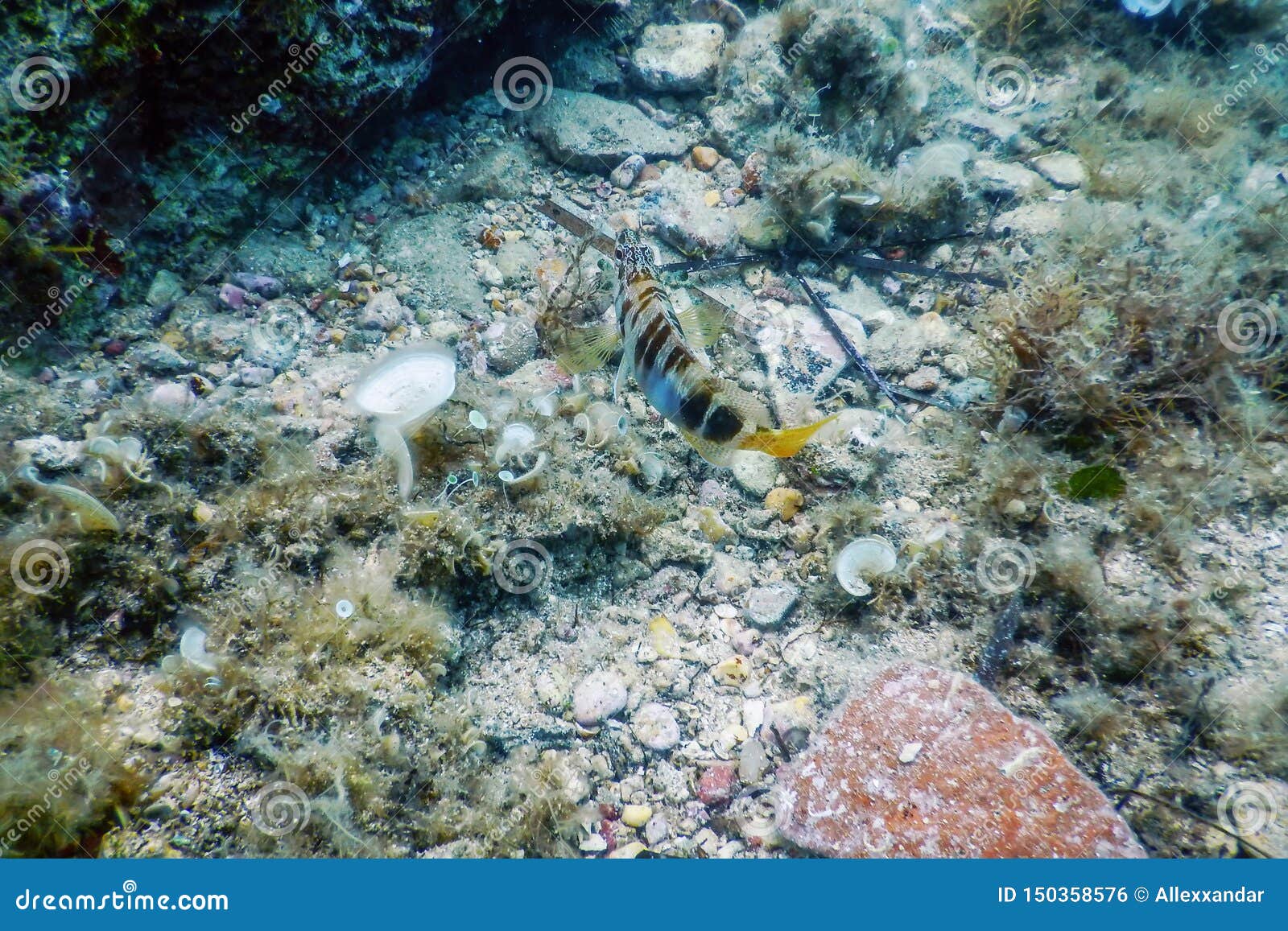 Painted Comber Serranus Scriba Mediterranean Sea Underwater Stock Photo ...