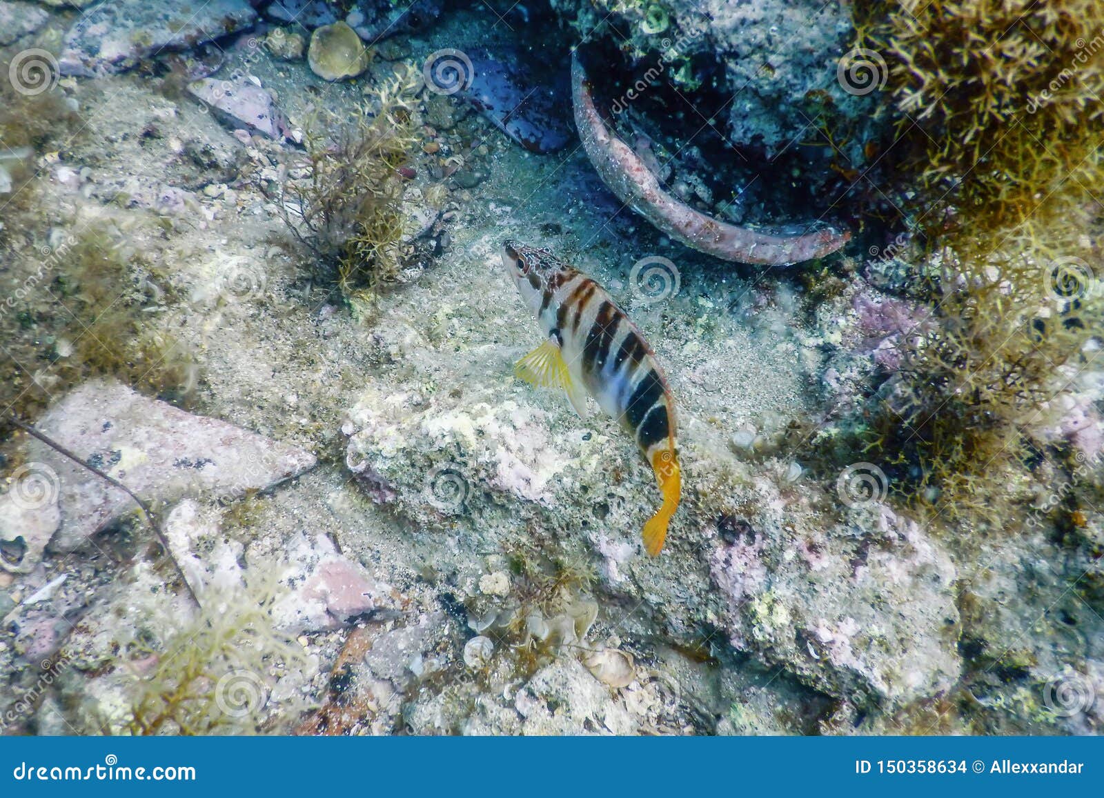 Painted Comber Serranus Scriba Mediterranean Sea Underwater Stock Photo ...