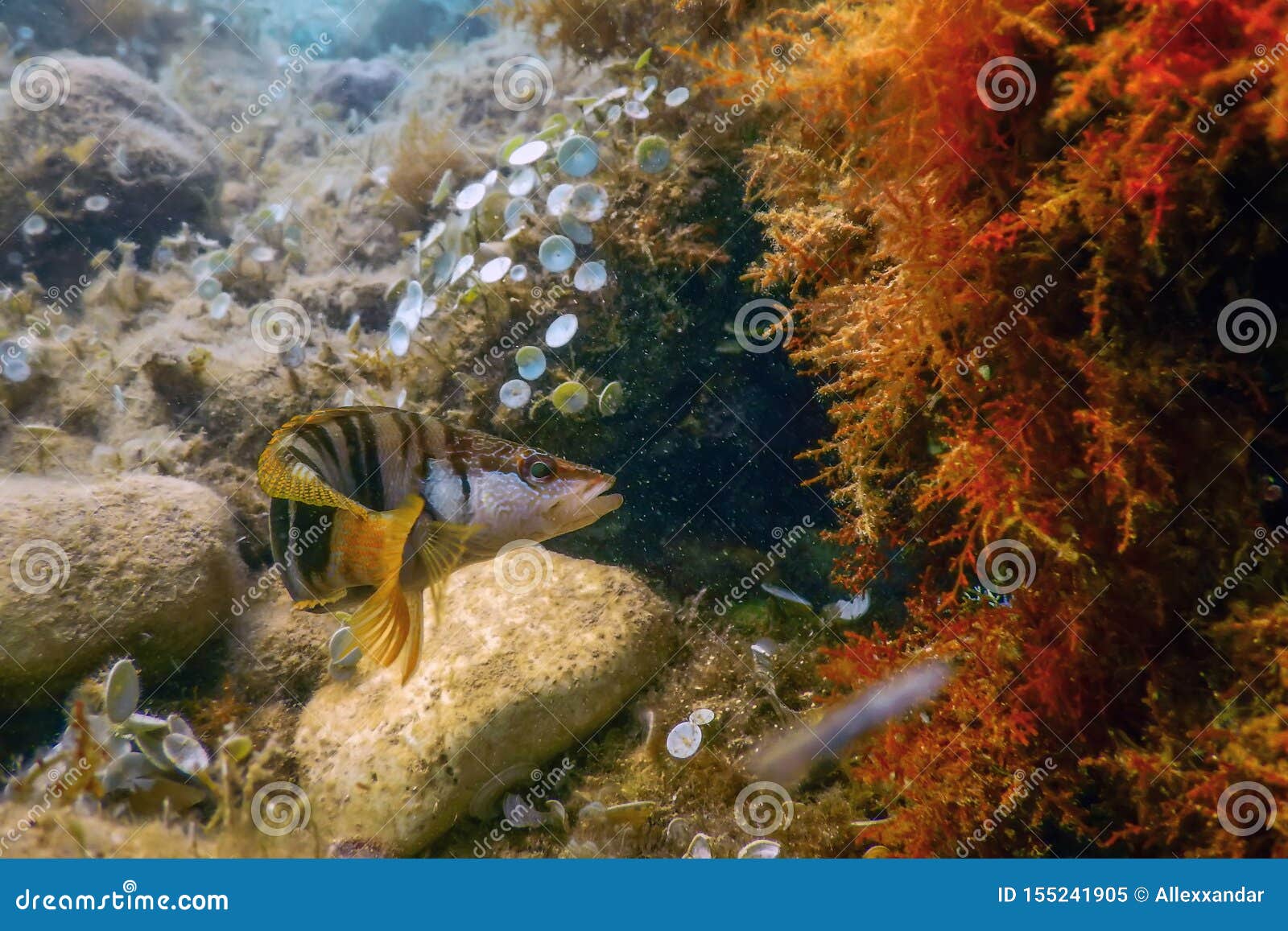 Painted Comber Serranus Scriba Mediterranean Sea Underwater Stock Image ...