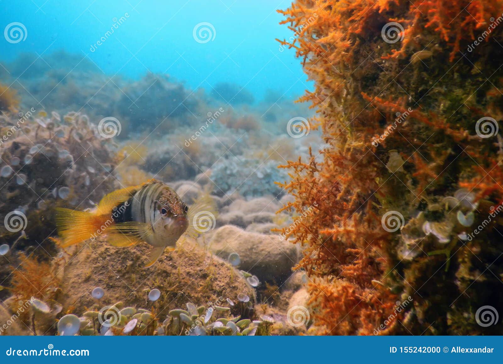 Painted Comber Serranus Scriba Mediterranean Sea Underwater Stock Photo ...