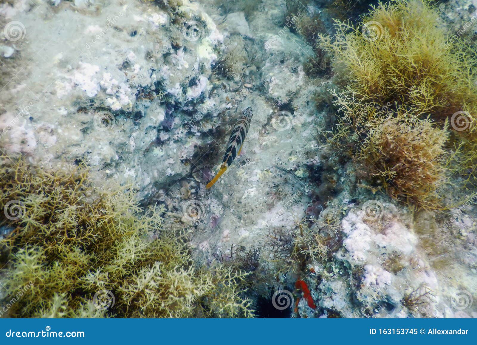 Painted Comber Serranus Scriba Mediterranean Sea Underwater Stock Image ...