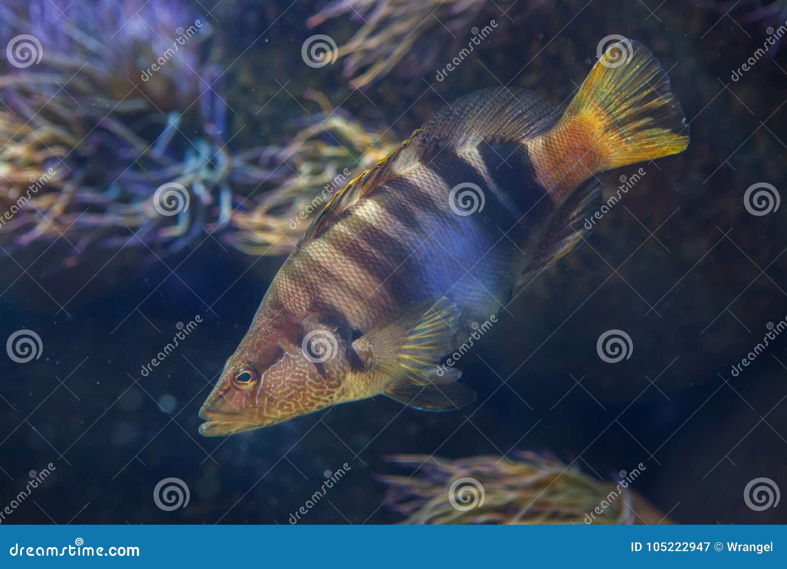 Painted Comber Serranus Scriba Stock Image - Image of bass ...