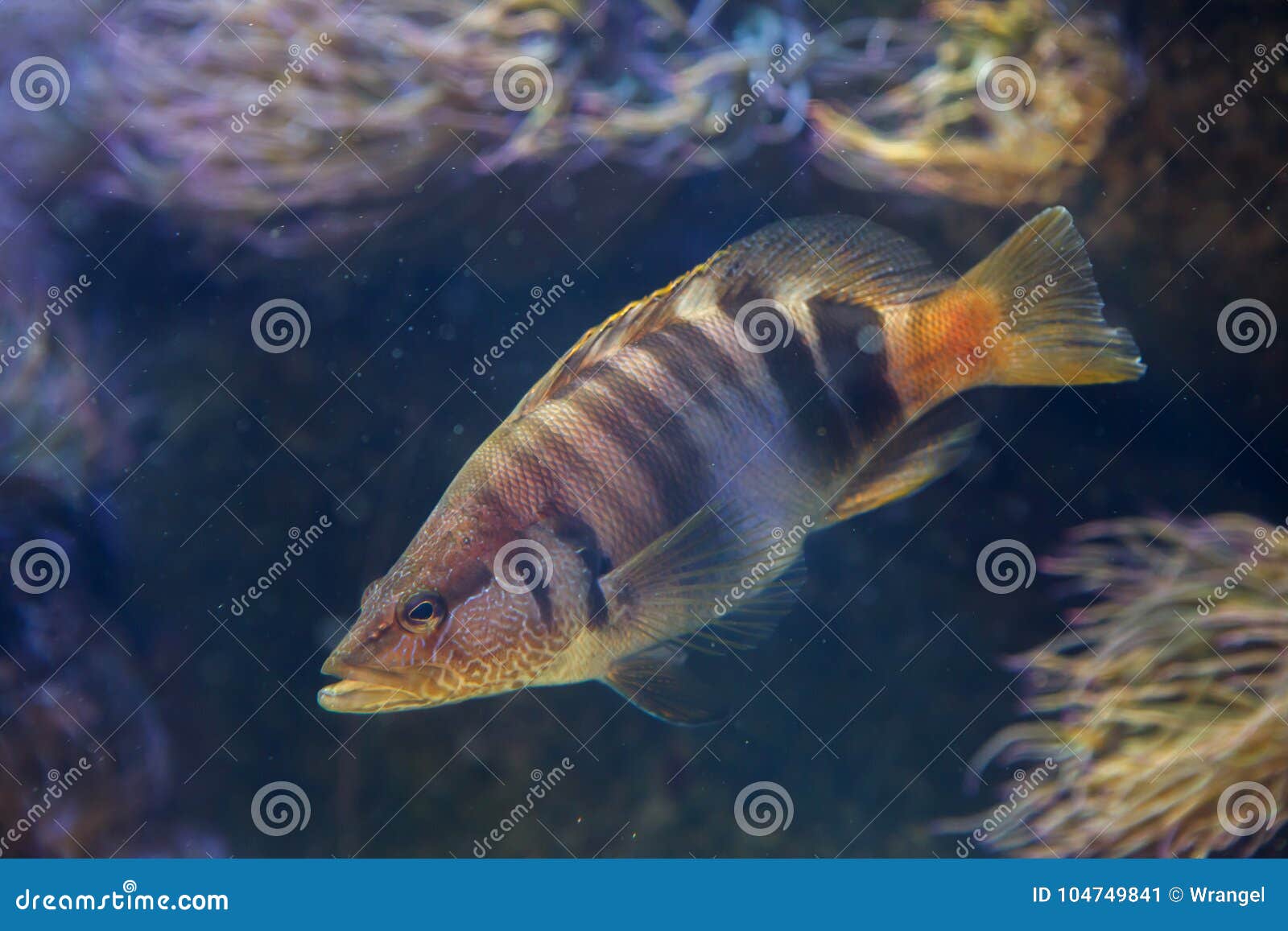 Painted Comber Serranus Scriba Stock Image - Image of basses, life ...