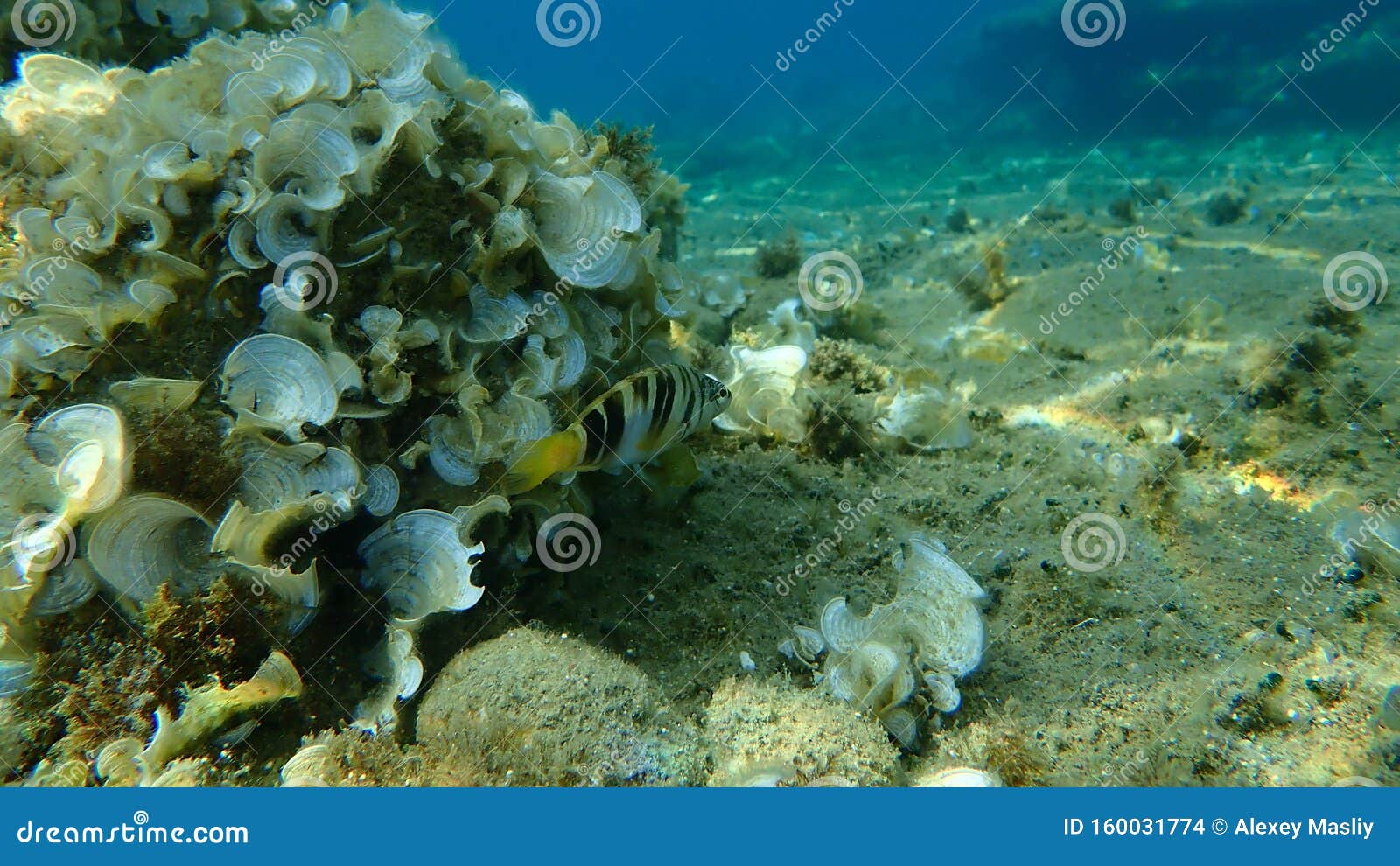 Painted Comber, Serranus Scriba, Undersea. Stock Photo - Image of ...