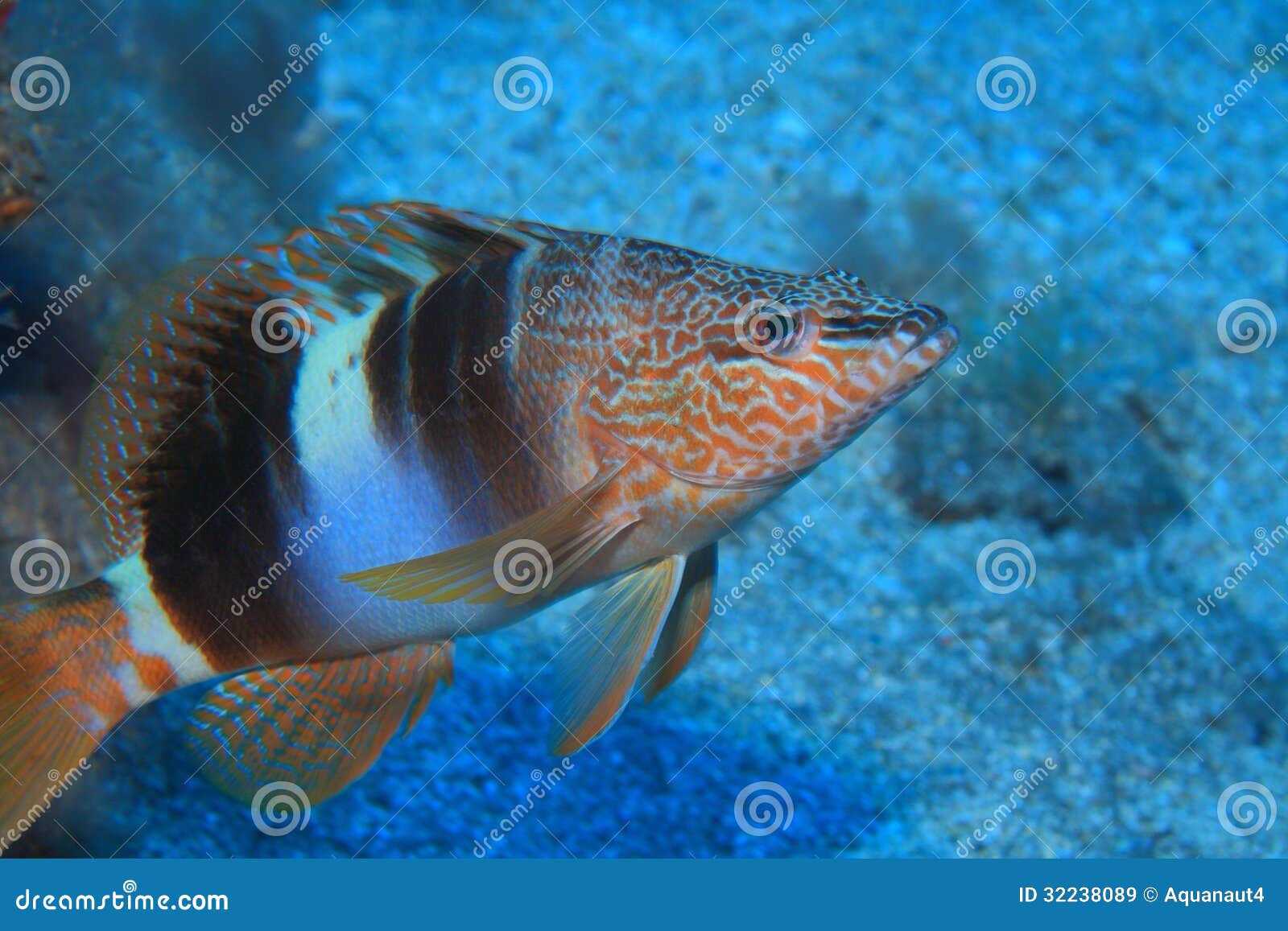 Painted comber stock image. Image of isles, basses, depth - 32238089