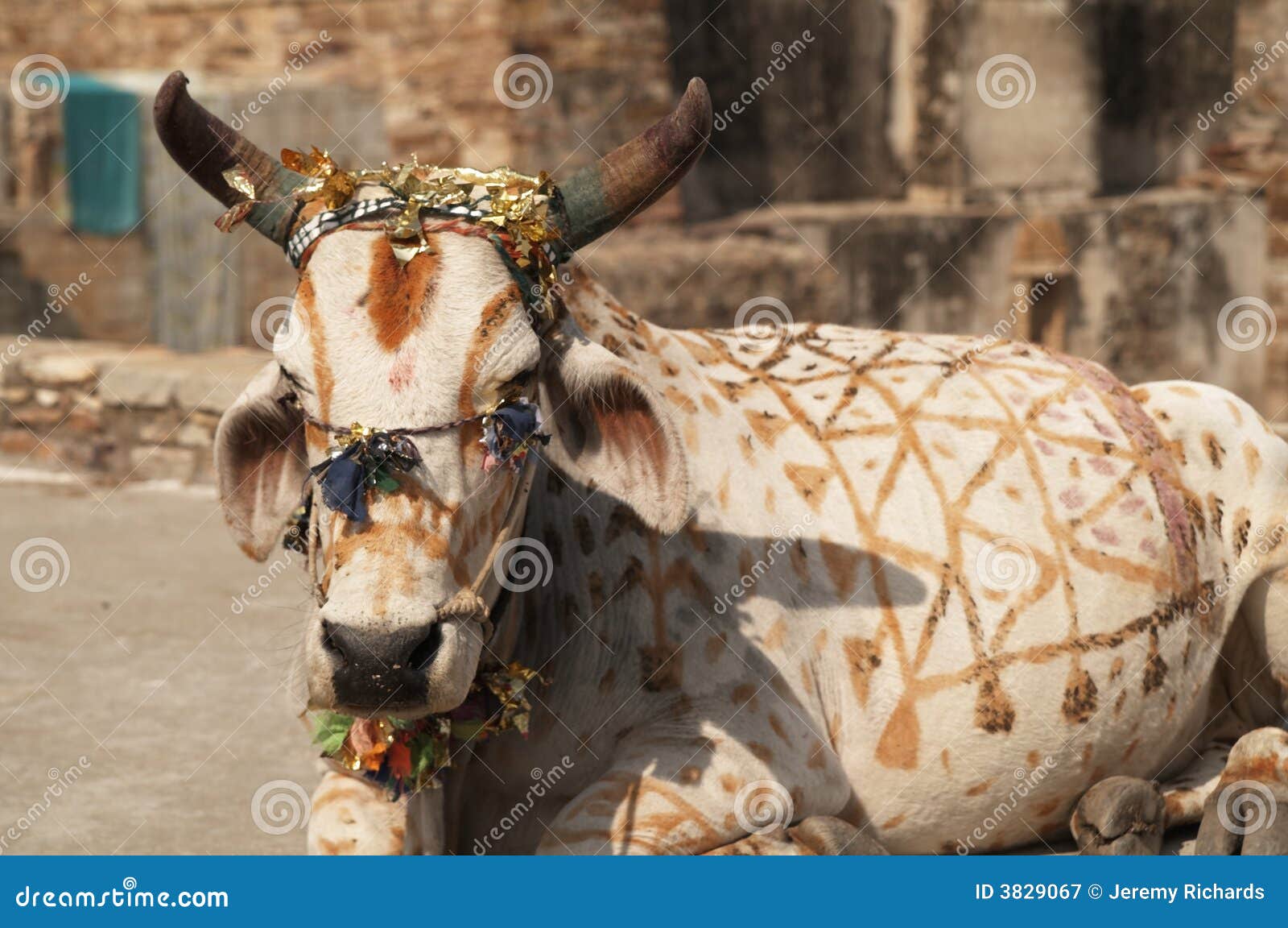Indian Decorated Cow