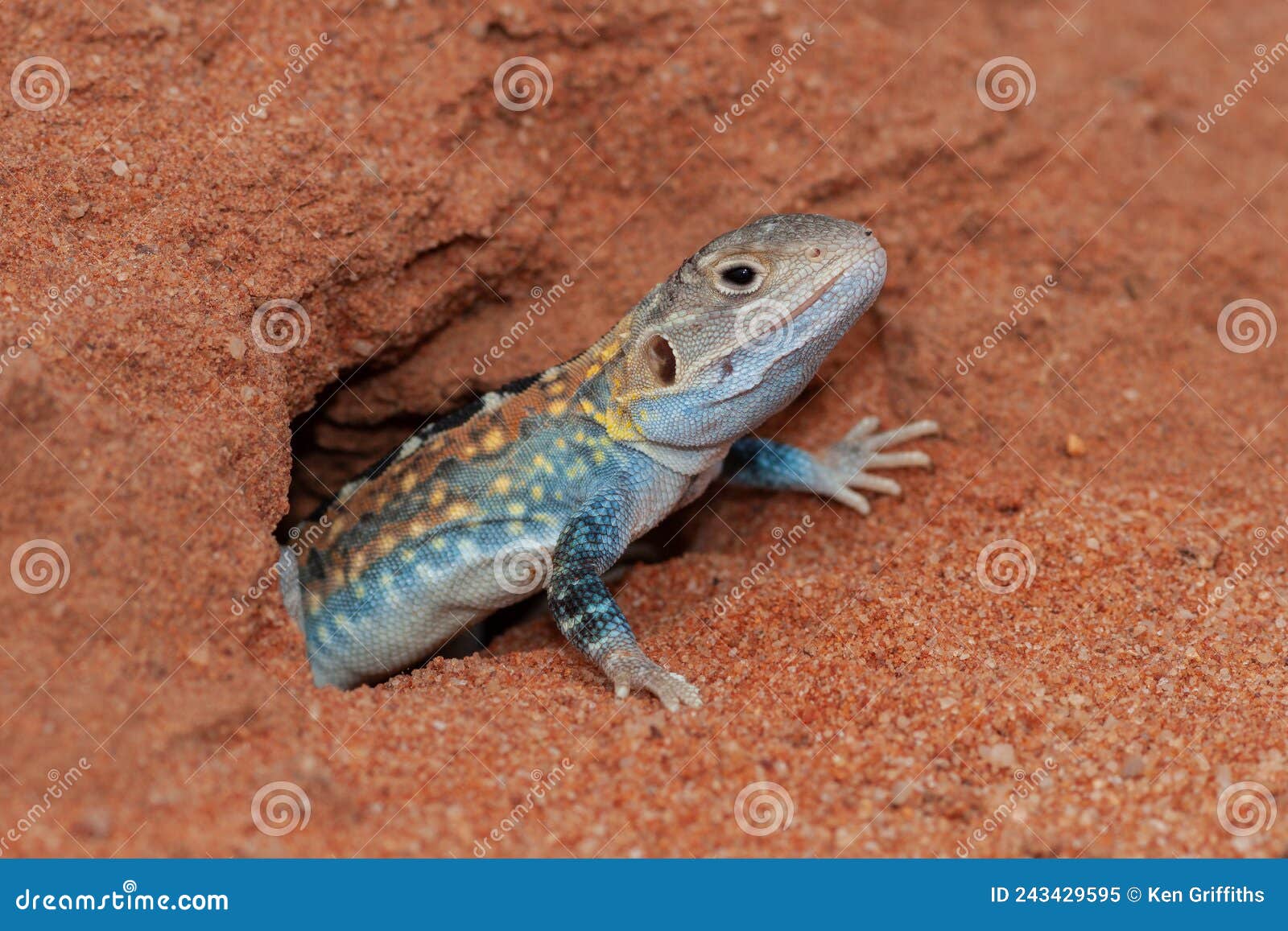 Painted Dragon stock image. Image of reptile, dragon - 243429595