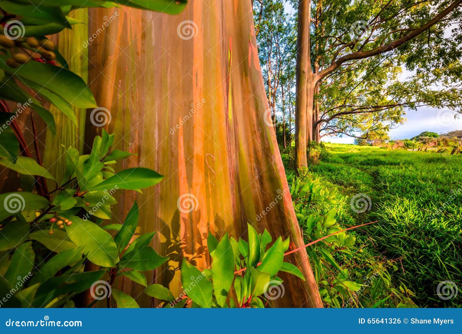 Painted Eucalyptus Tree in Maui Stock Photo - Image of hawaiian, nature ...