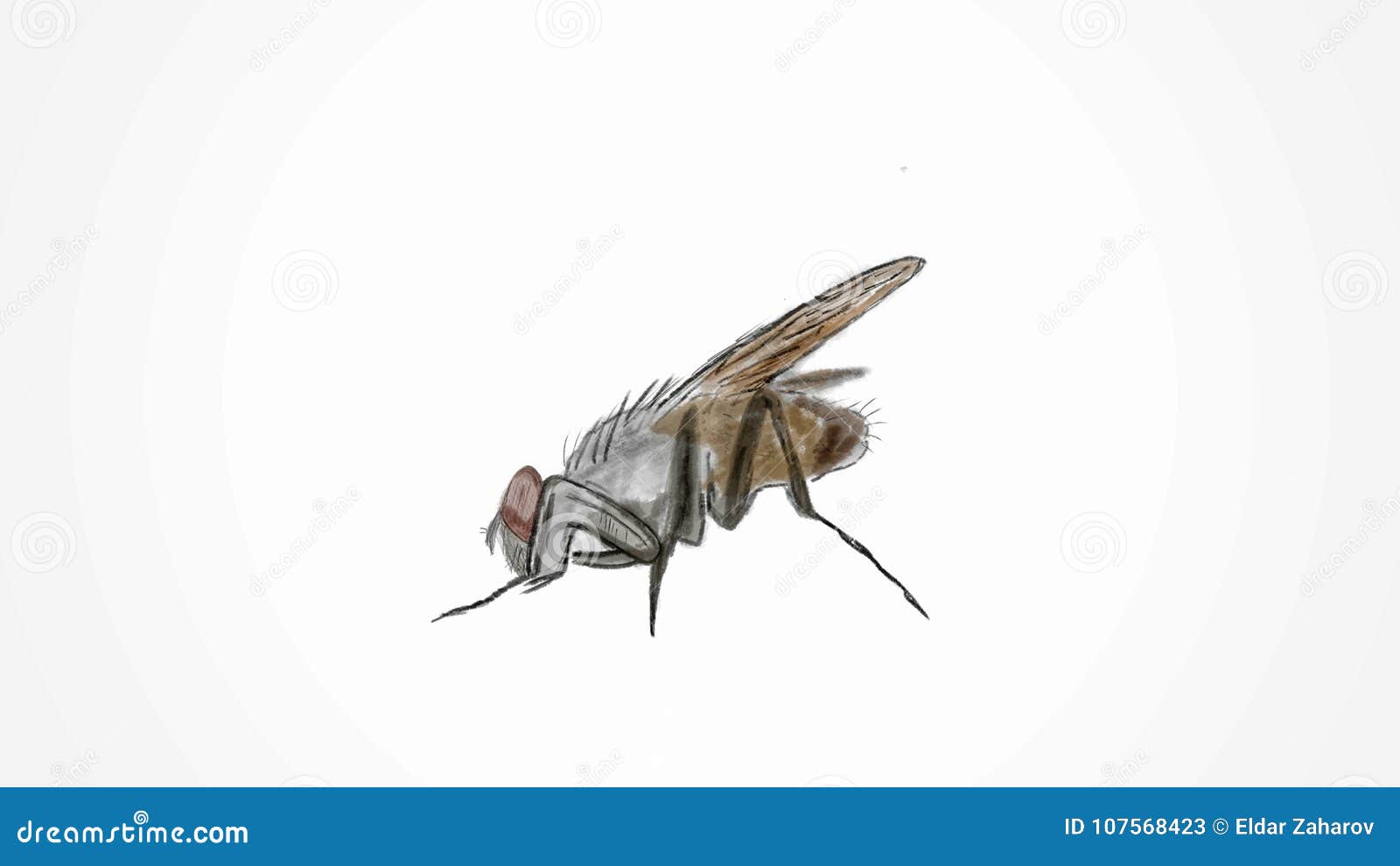 Painted Fly. Fly on a White Background. Vector Fly. Harmful Insects ...