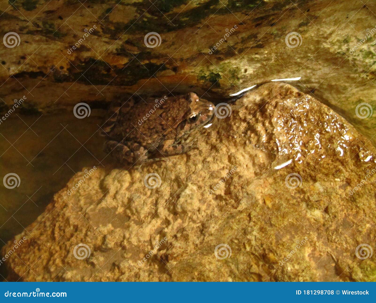 Painted Frog Sitting on a Rock Surrounded by Water Stock Photo - Image ...