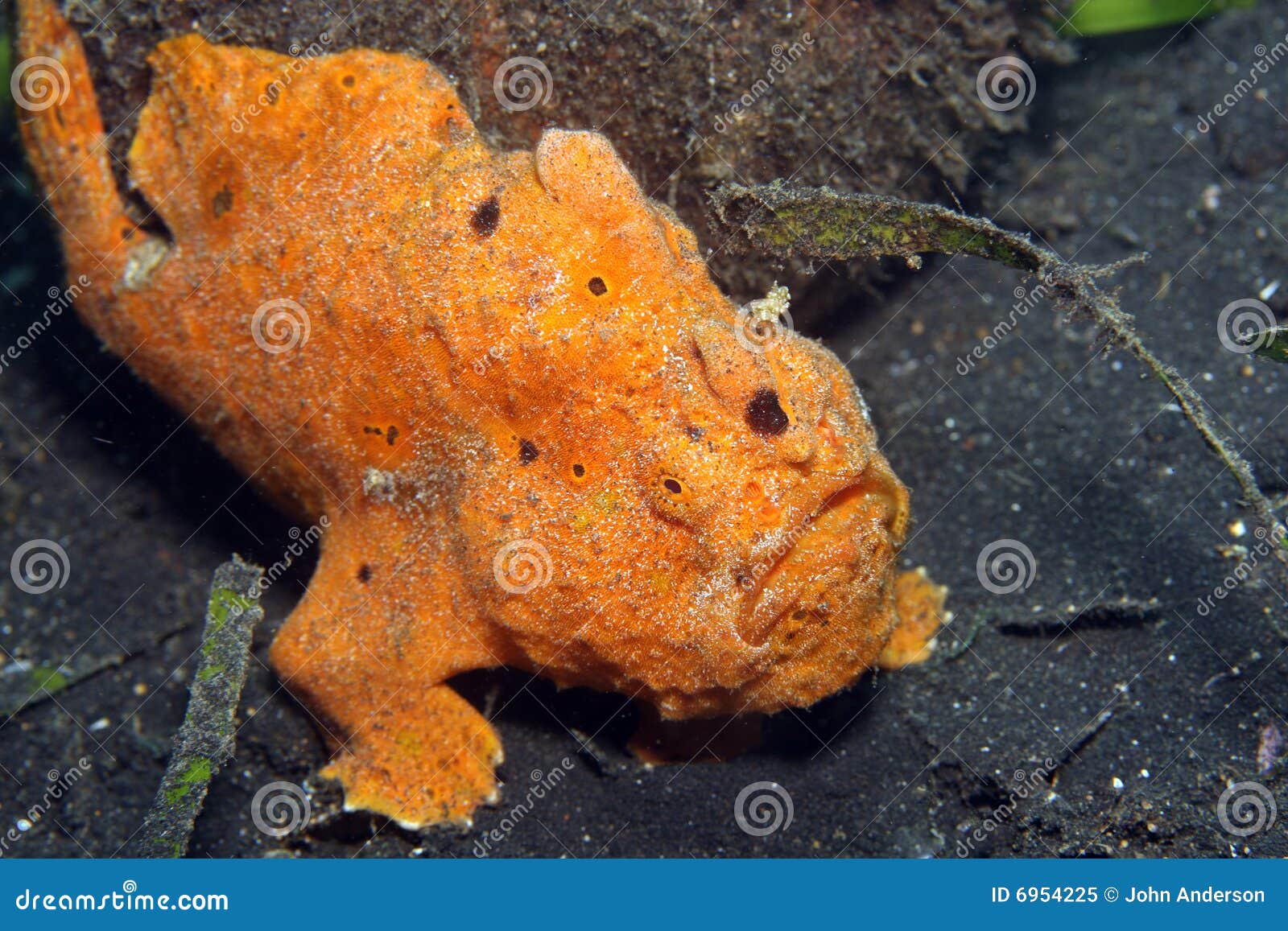 Painted Frogfish Or Anglerfish,Antennarius Pictus Royalty-Free Stock ...