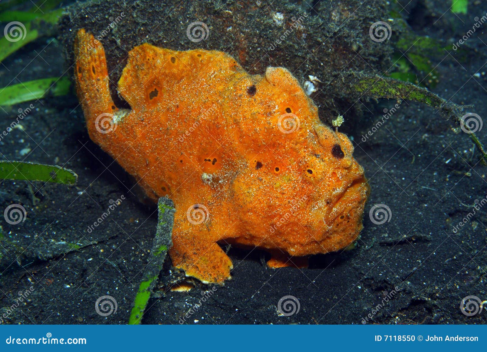 Painted frogfish stock photo. Image of indonesia, animal - 7118550